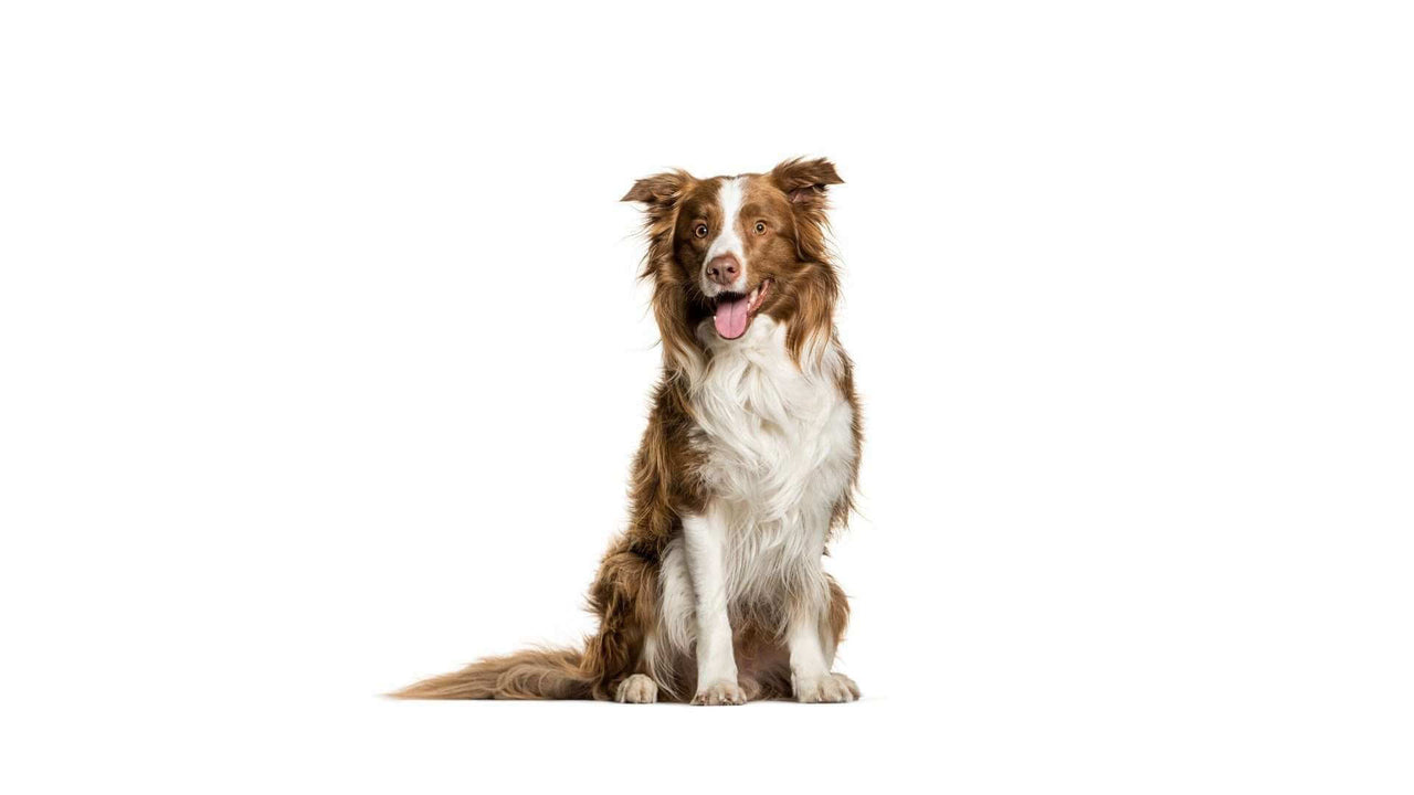 Cocido Natural de Ternera fresca y verduras - Naturalmente Feliz (5,4K