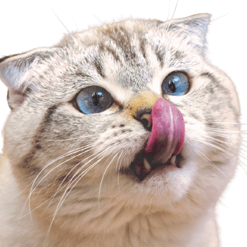 Cocido Natural de Ternera fresca y verduras - Naturalmente Feliz (5,4K