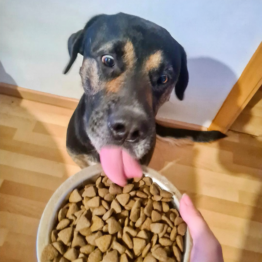 Comida Natural para Mascotas: Salud y Sabor | Naturalmente Feliz